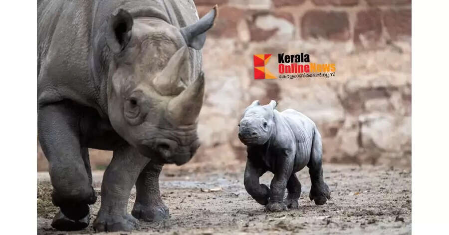 വംശനാശഭീഷണി നേരിടുന്ന കറുത്ത കാണ്ടാമൃഗത്തിന്റെ ജനനം ആഘോഷമാക്കി യു.കെയിലെ മൃഗശാല